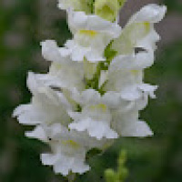 Morbid Attachment Manga - Kuai Kan - WebNovel